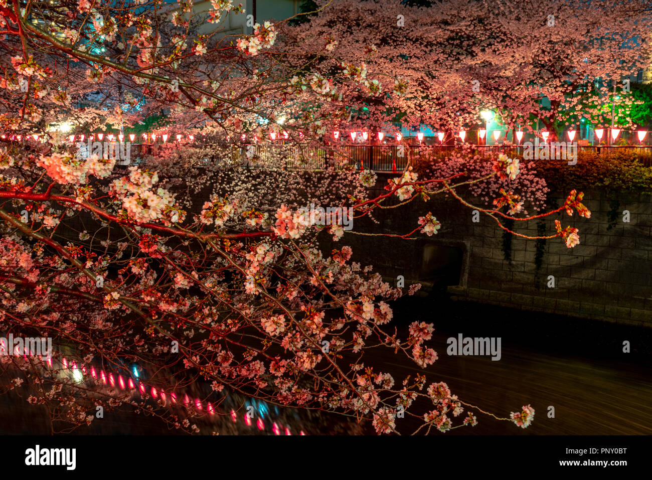 Cherry blossom season in Tokyo at Meguro river, Japan Meguro river Sakura Festival Stock Photo ...