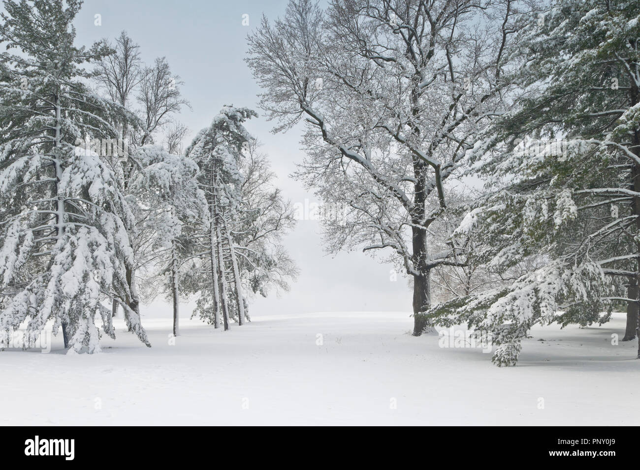 Forest Park St Louis Winter
