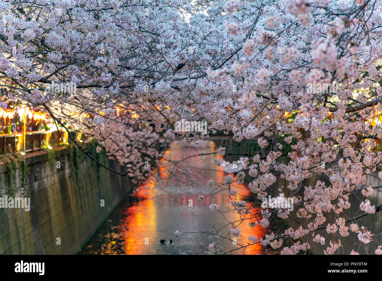 Cherry blossom season in Tokyo at Meguro river, Japan Meguro river Sakura Festival Stock Photo ...