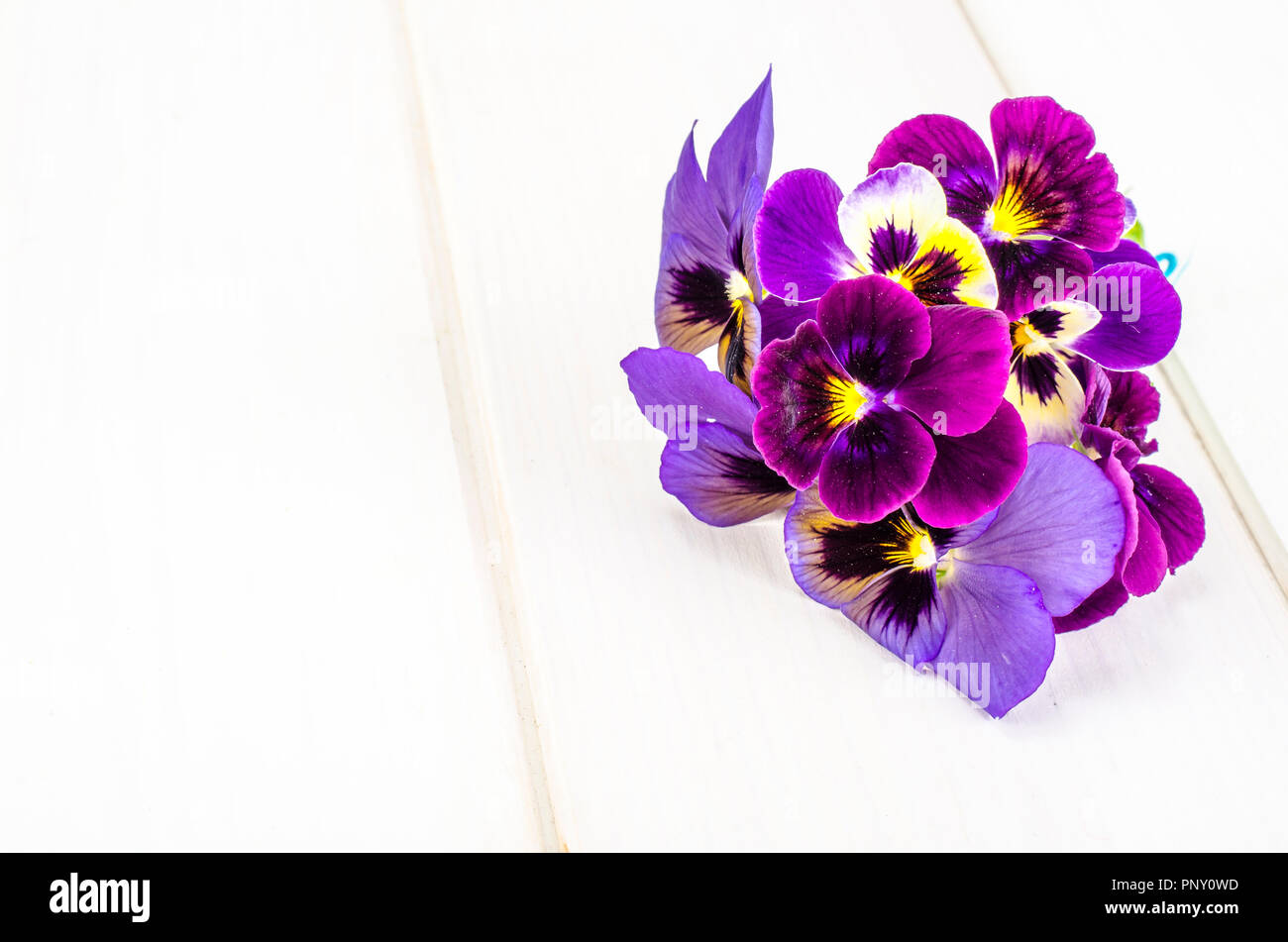 Little flower beautiful purple Cut Out Stock Images & Pictures - Alamy