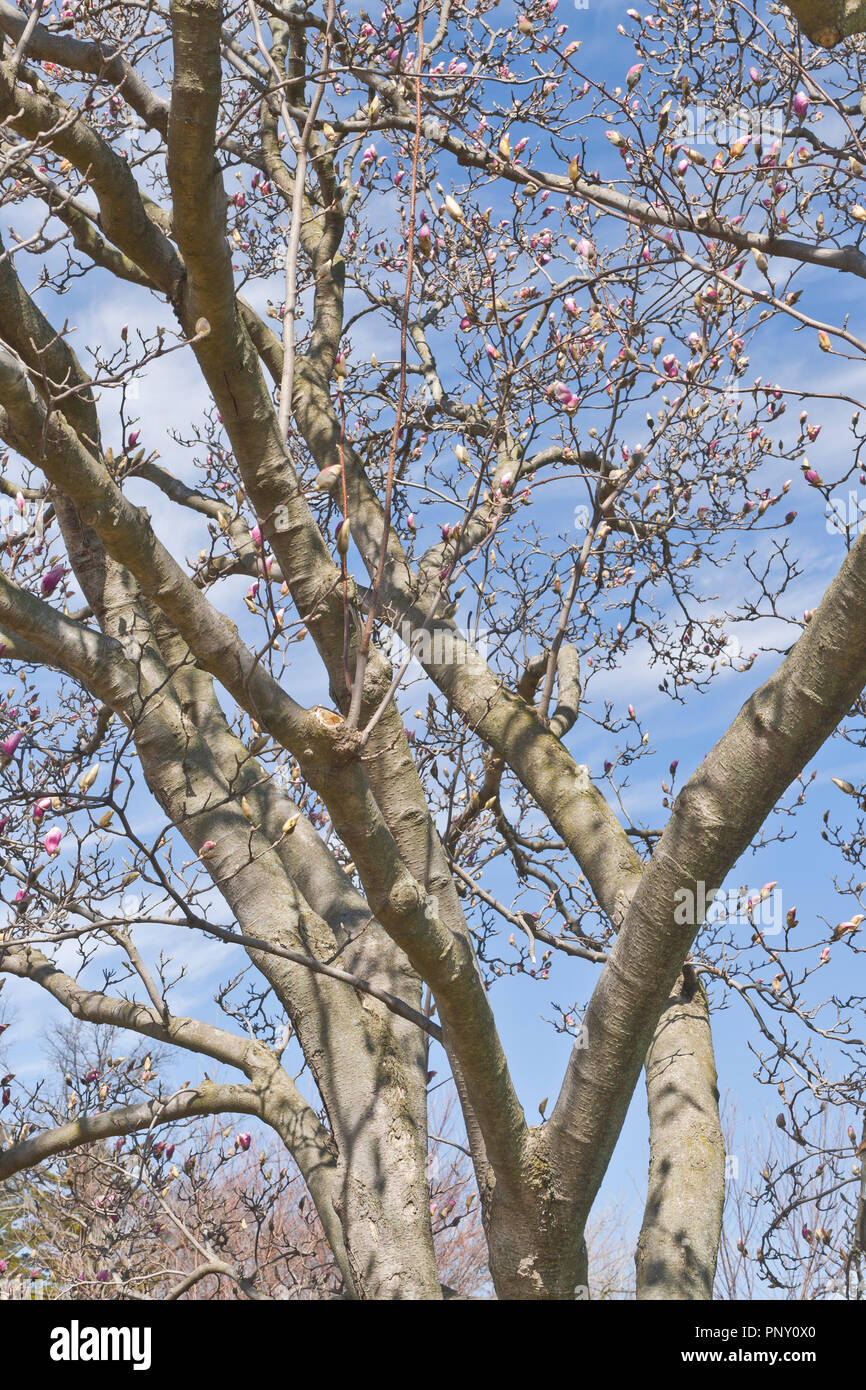 Vertebratus cloud hi-res stock photography and images - Alamy