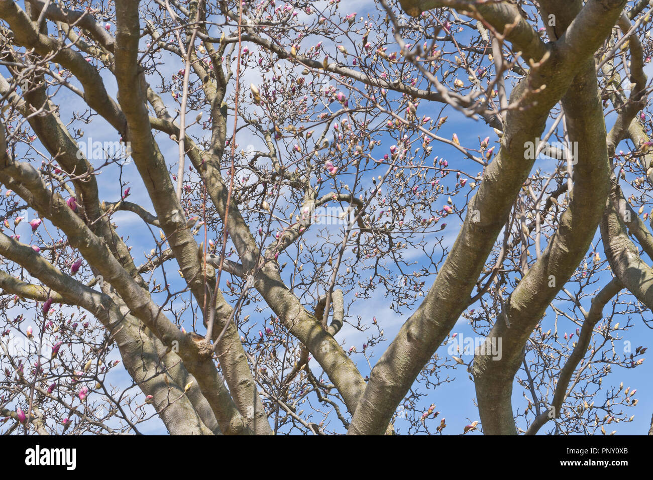 Vertebratus cloud hi-res stock photography and images - Alamy