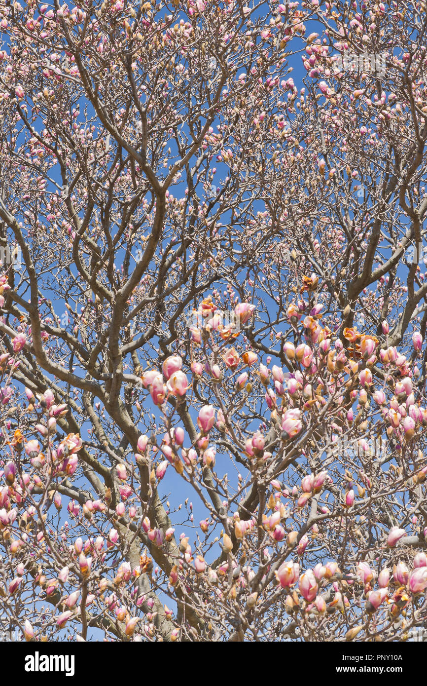 Looking up through the flower buds of a saucer magnolia tree beginning ...