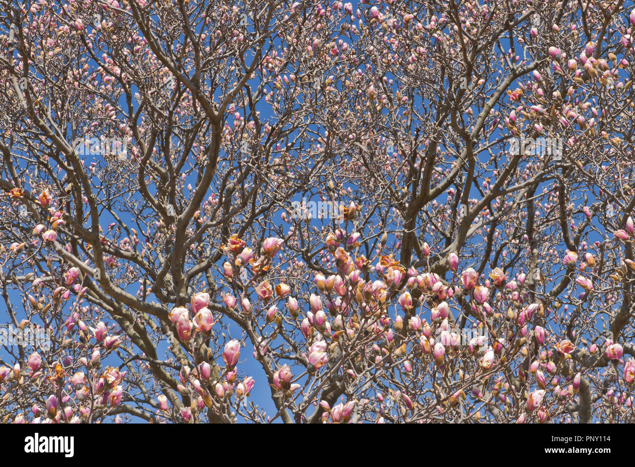 Looking up through the flower buds of a saucer magnolia tree beginning ...