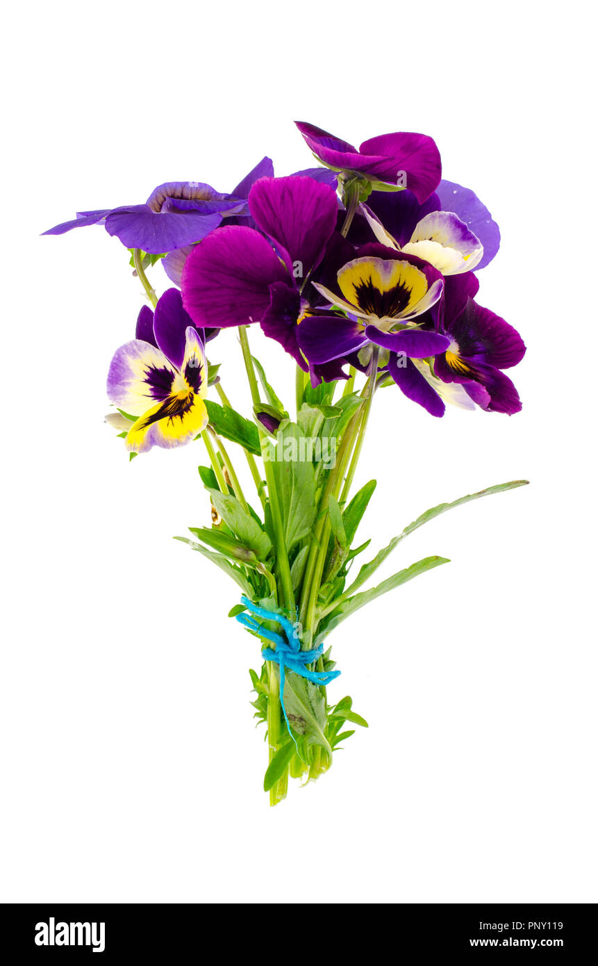 Viola tricolor var. hortensis on white background Stock Photo - Alamy