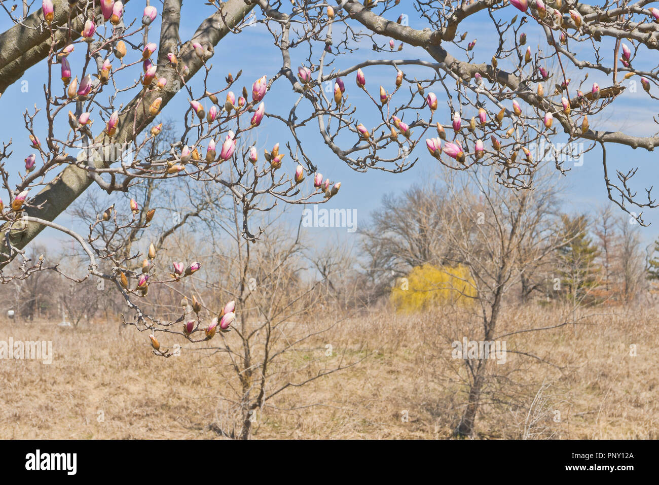 Flower buds of a saucer magnolia tree frame a distant weeping willow ...
