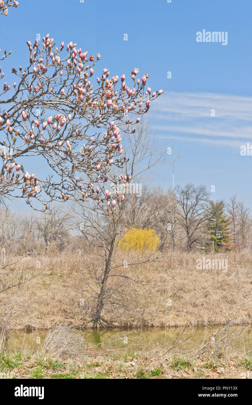Golden magnolia leaves hi-res stock photography and images - Alamy
