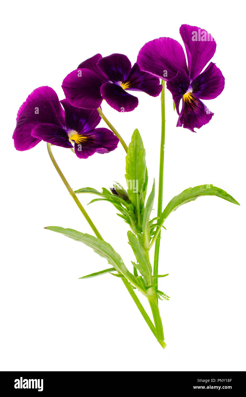 Viola tricolor var. hortensis on white background Stock Photo - Alamy