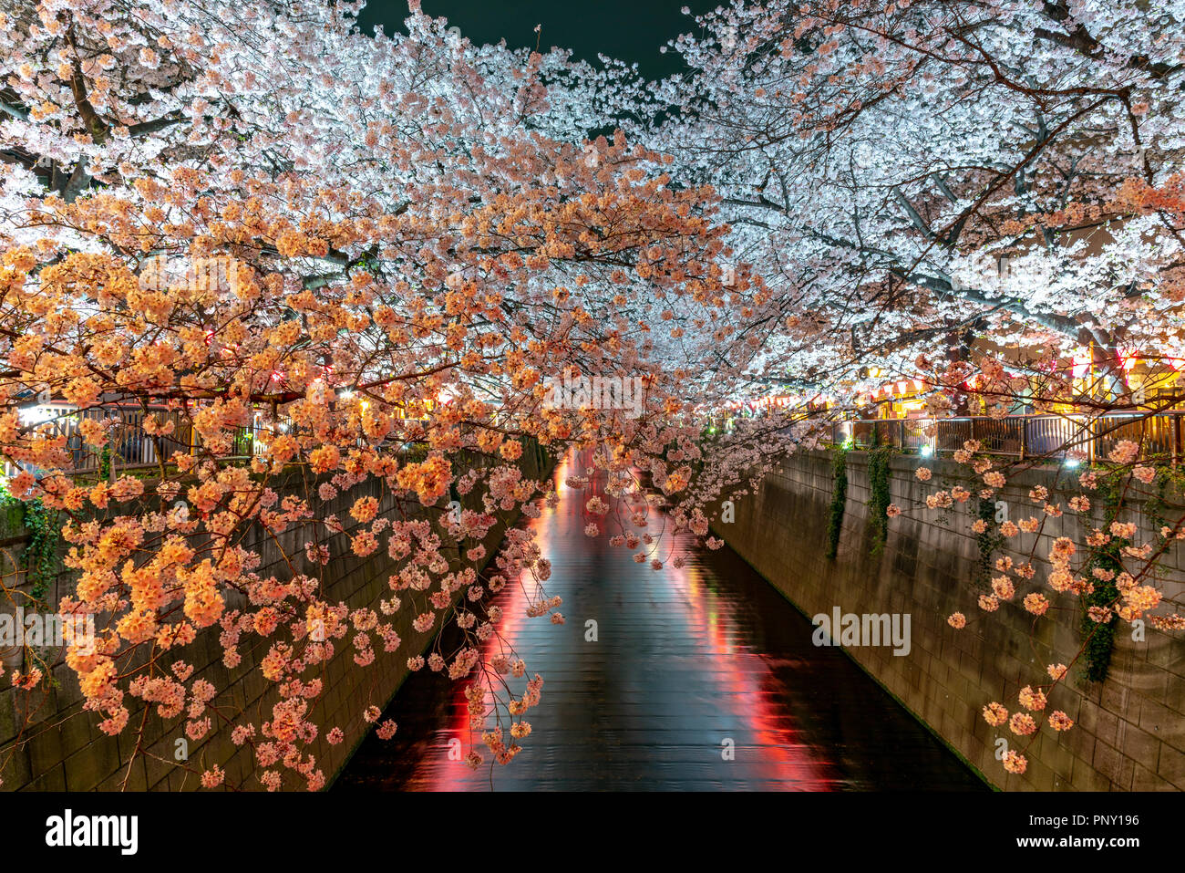 Cherry blossom season in Tokyo at Meguro river, Japan Meguro river Sakura Festival Stock Photo ...