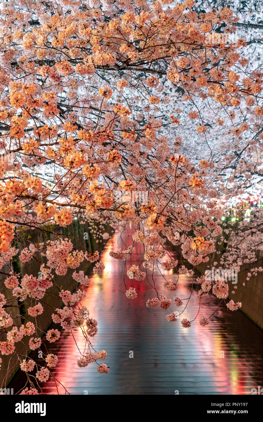 Cherry blossom season in Tokyo at Meguro river, Japan Meguro river Sakura Festival Stock Photo ...