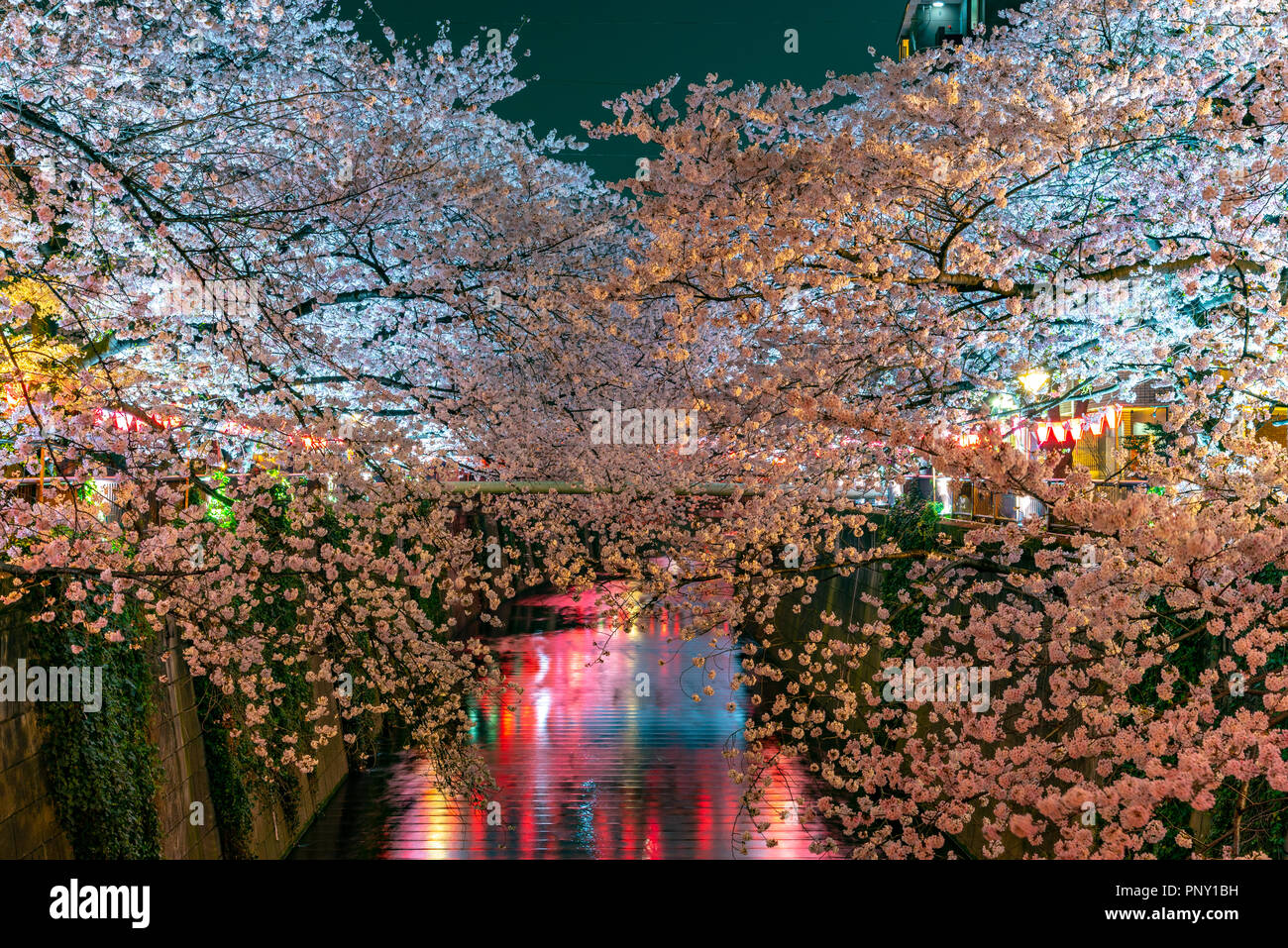 Cherry blossom season in Tokyo at Meguro river, Japan Meguro river Sakura Festival Stock Photo ...