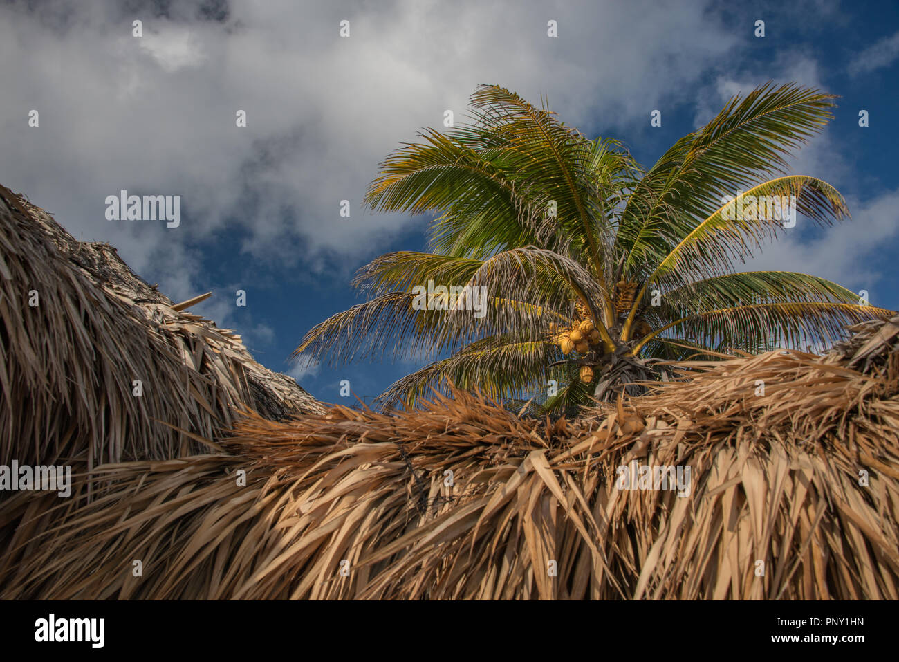 Coconut palm above a thatch roof of a palapa on a beautiful day in ...