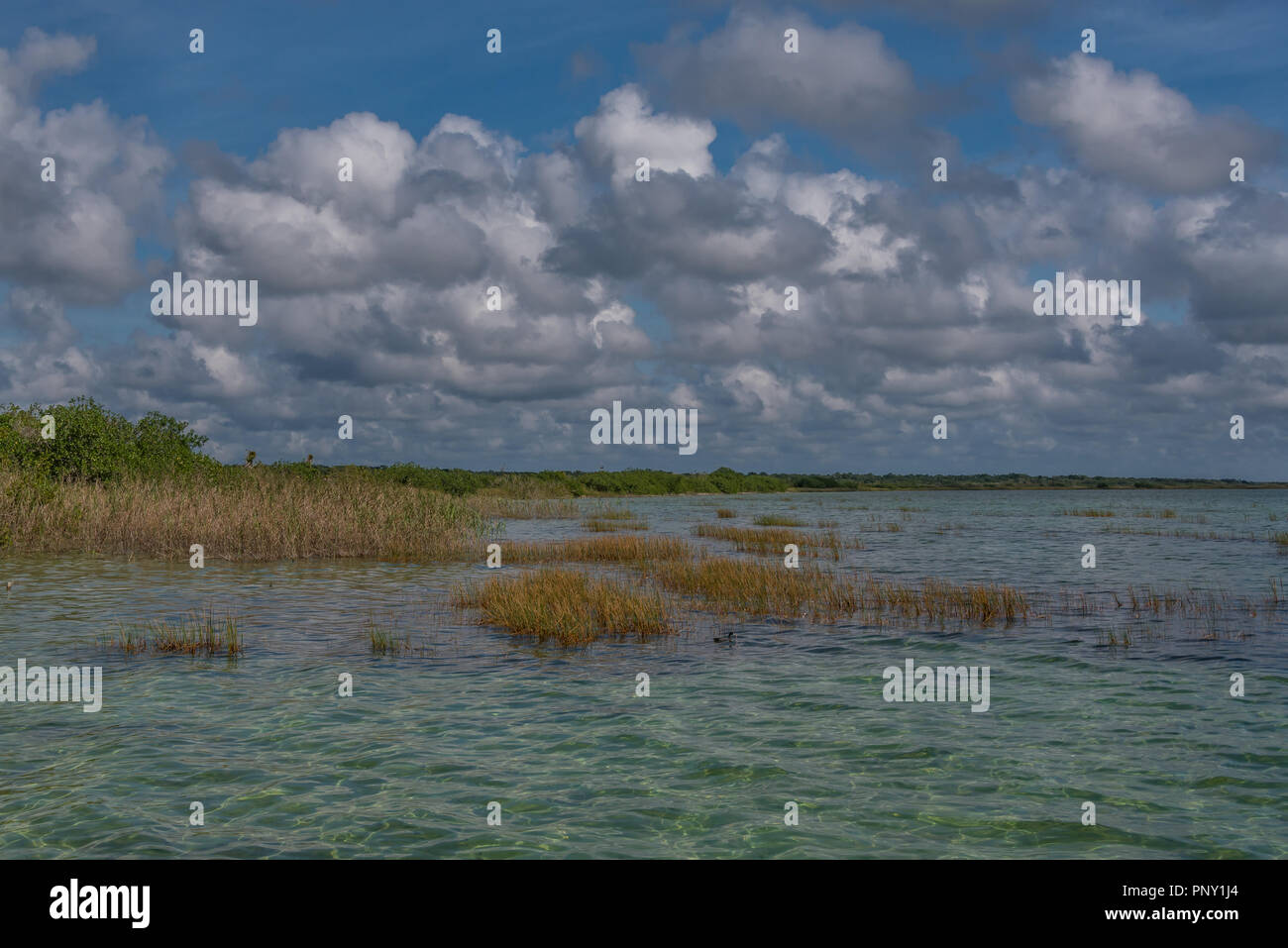 Shallow waters of a tropical lagoon and wetland under a sky with ...