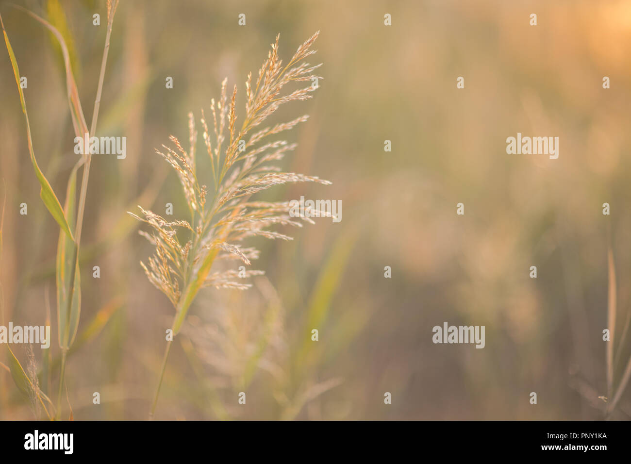 Soft image wallpaper of grass in field Stock Photo - Alamy