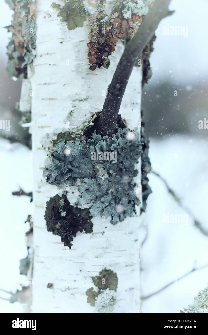 birch tree trunk winter Stock Photo - Alamy