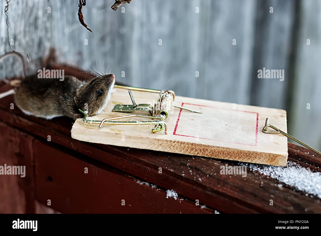 Dead mouse in tree hi-res stock photography and images - Alamy