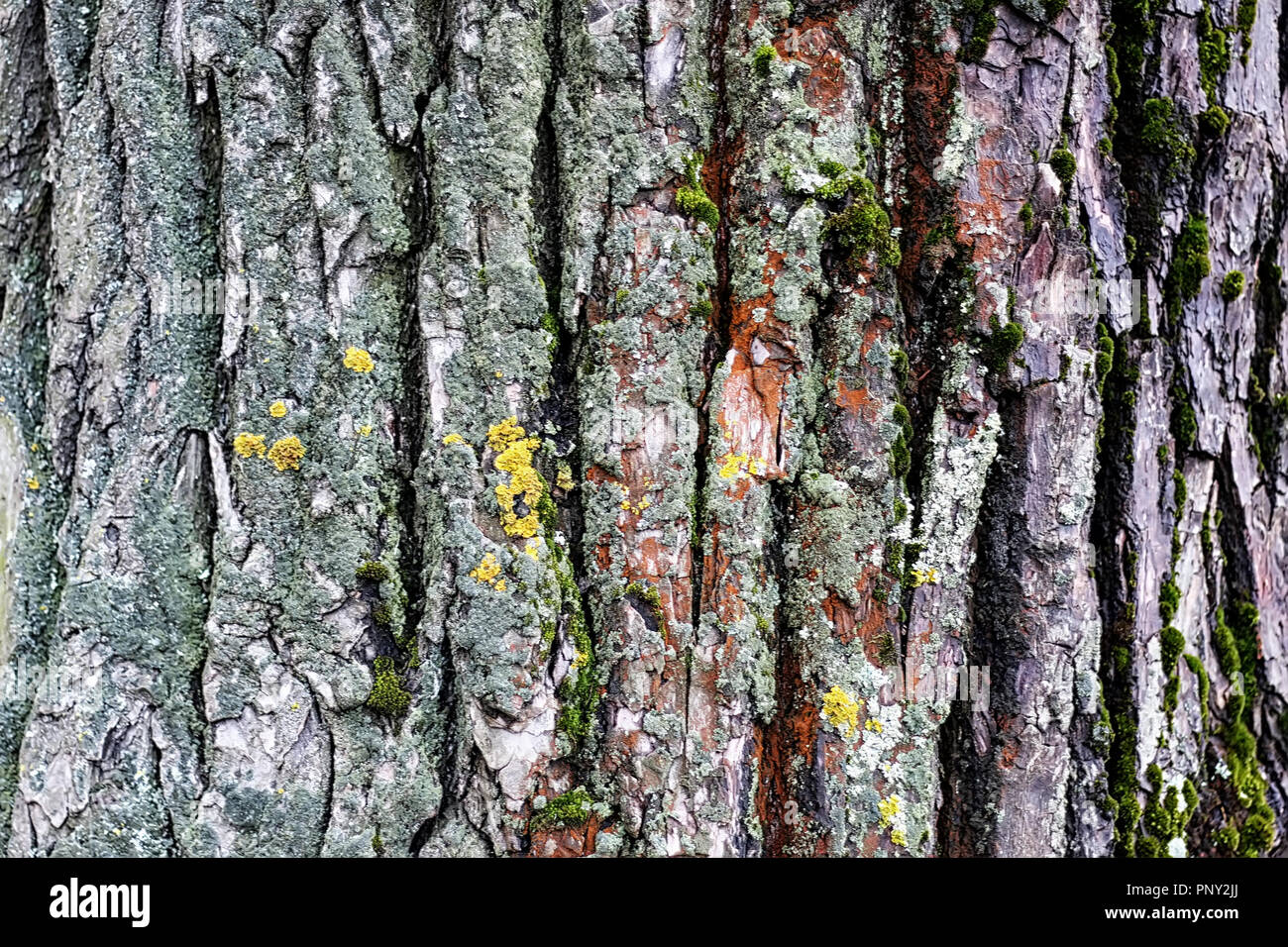 background tree texture Stock Photo - Alamy