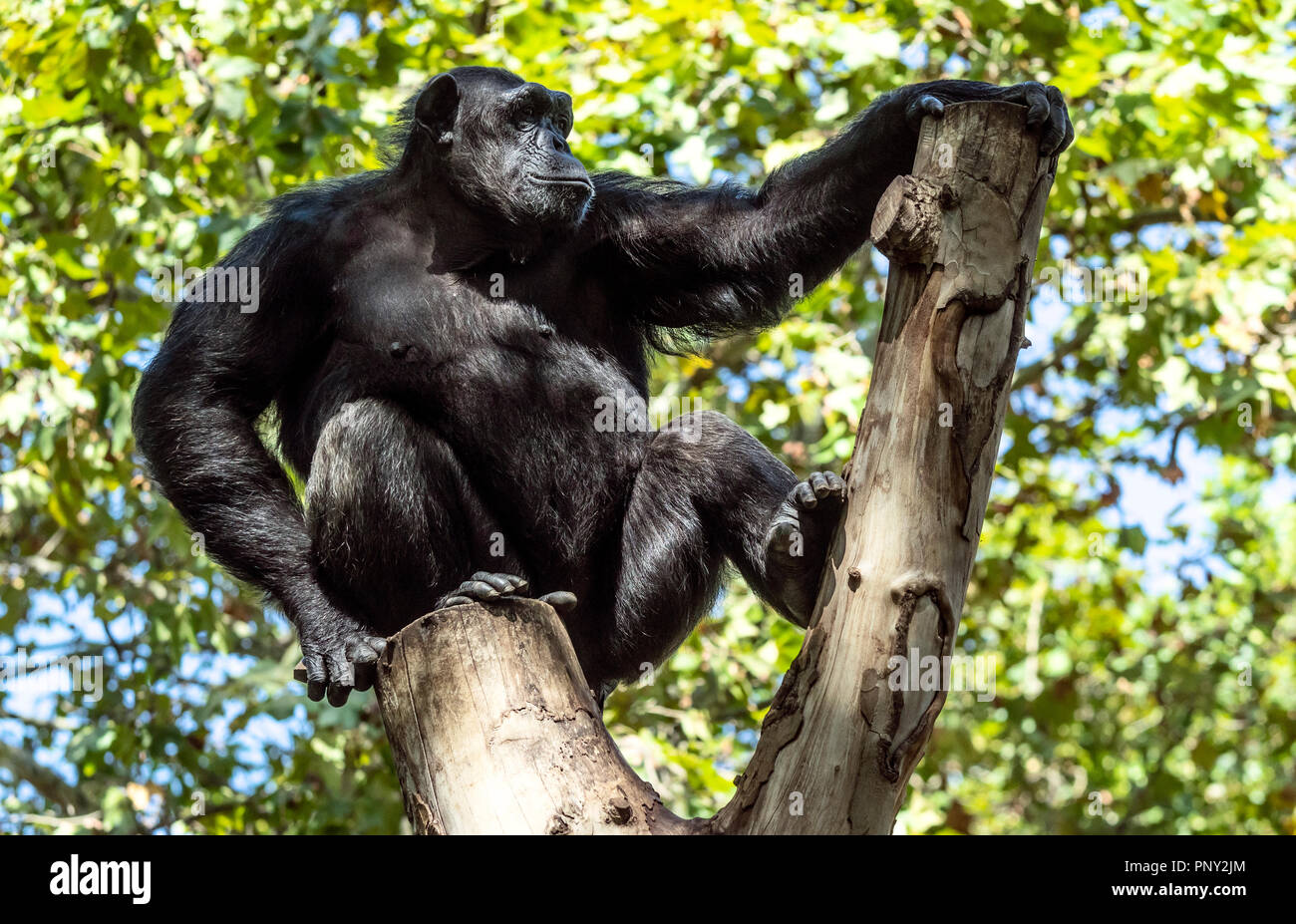 Gorilla sitting on a tree top Stock Photo - Alamy