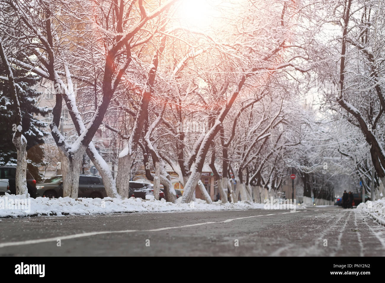 pedestrian way tree winter Stock Photo - Alamy