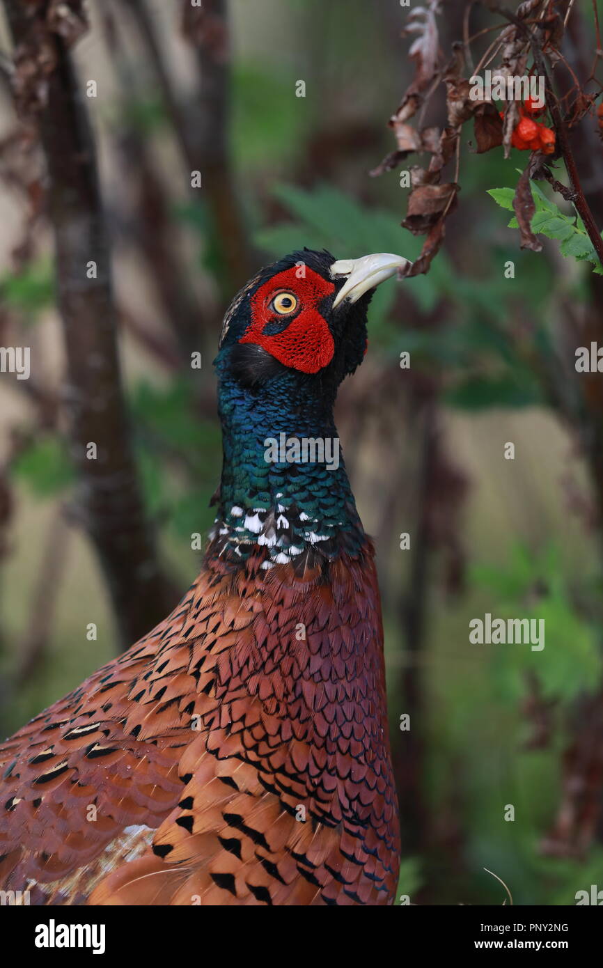 Reed pheasant hi-res stock photography and images - Alamy