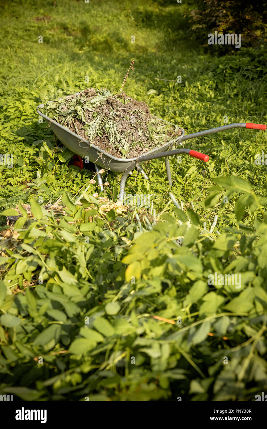 Wheelbarrow,Gardening steel trolley with grass in the park. Garden work ...