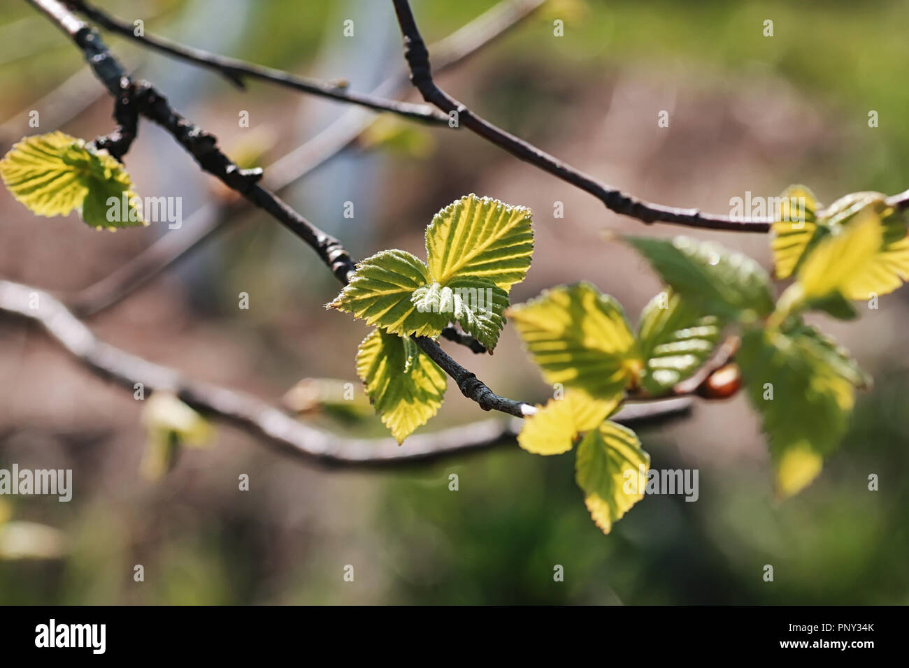 spring fresh leaves on a tree sunset Stock Photo - Alamy