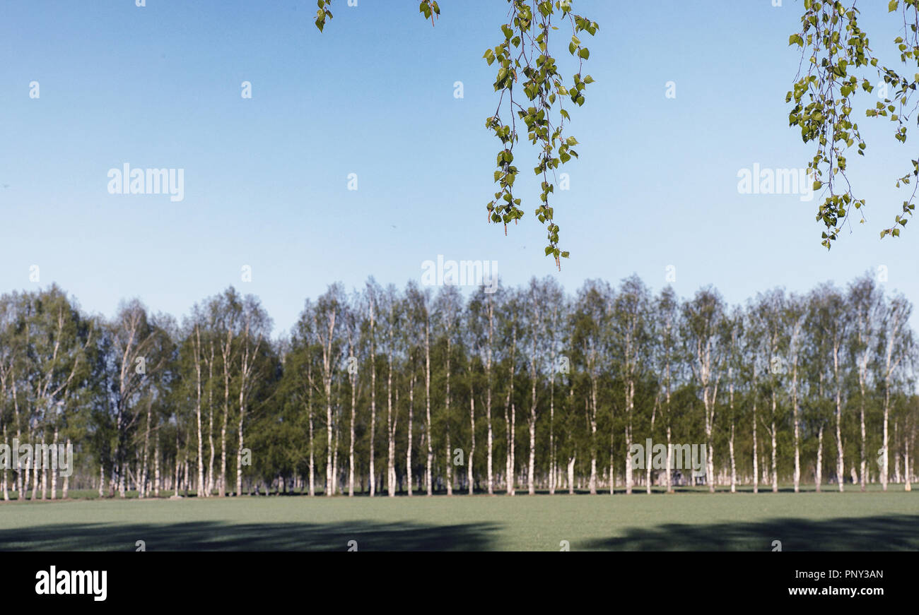 Landscape is summer. Green trees and grass in a countryside land Stock ...