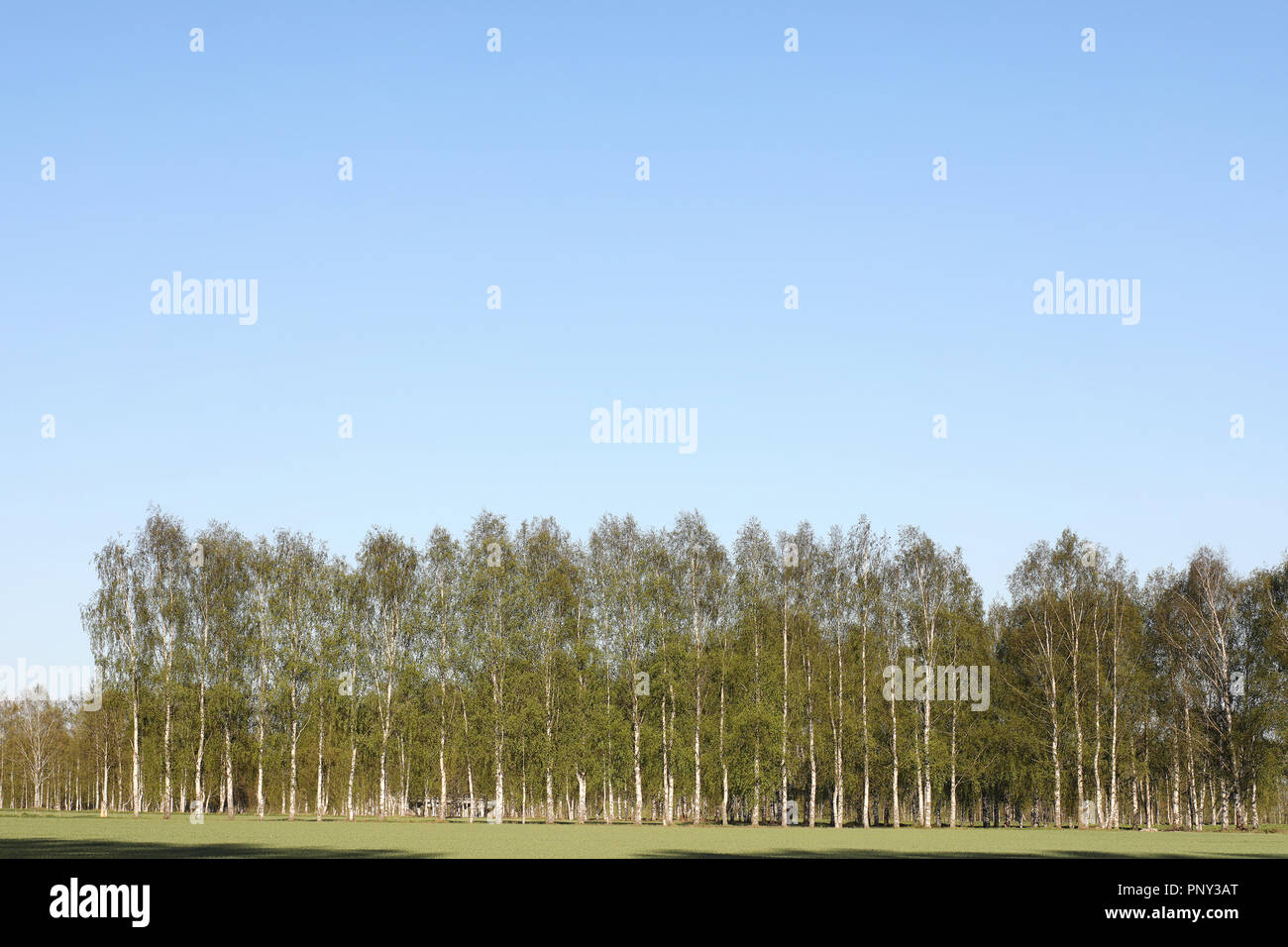 Landscape is summer. Green trees and grass in a countryside land Stock ...