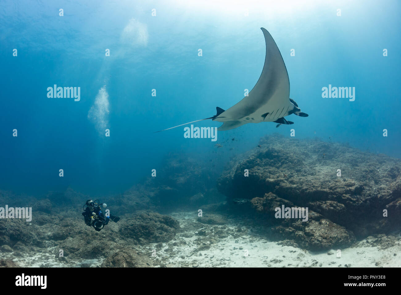 Underwater Photographer with Giant Pacific Manta Ray, La Reina, La Paz ...