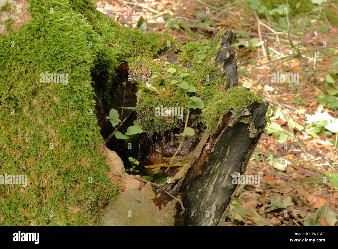Water in the stomp Stock Photo - Alamy
