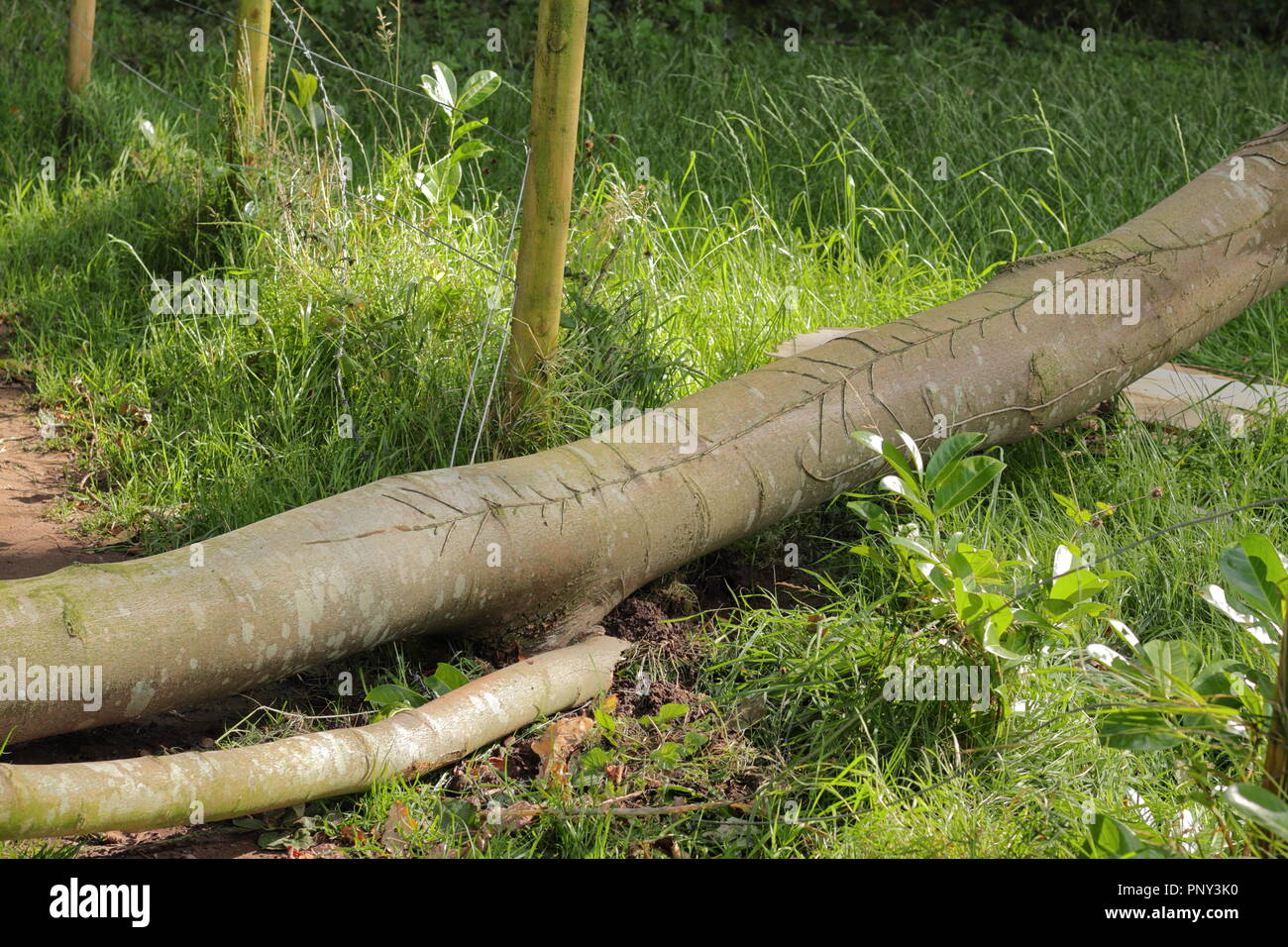 Tree fell on the fence Stock Photo - Alamy