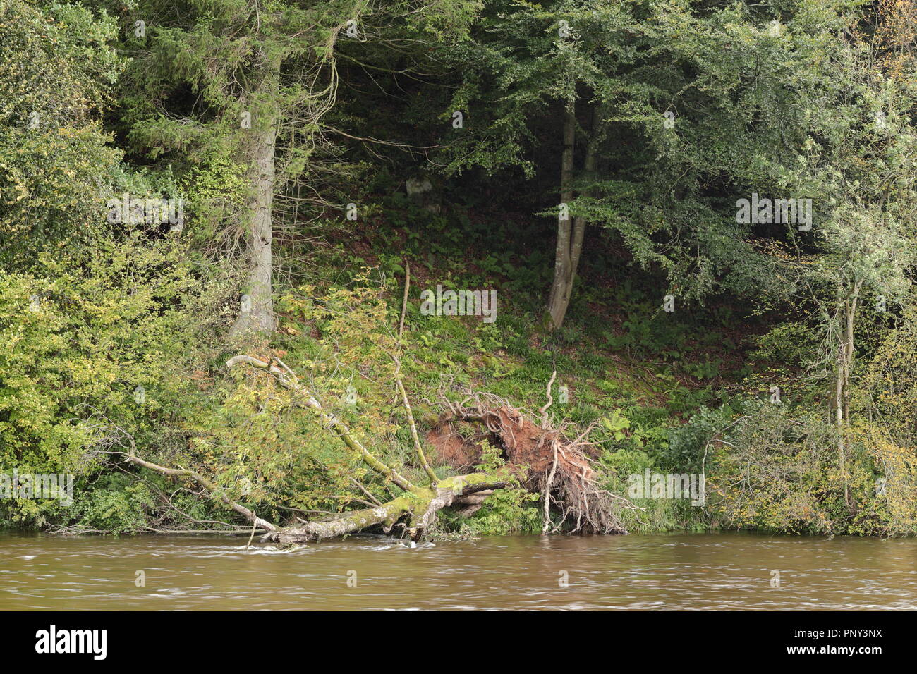 Tree fell into the river Stock Photo - Alamy
