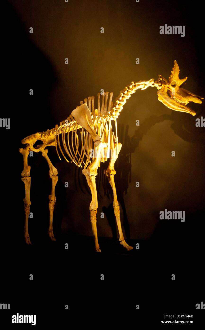 Shansitherium tateli hi-res stock photography and images - Alamy