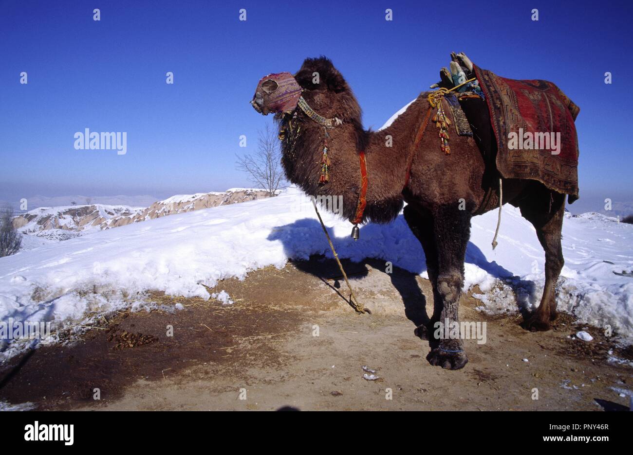 Camello Bactriano.Valle de Göreme.Capadocia.Turquia Stock Photo - Alamy