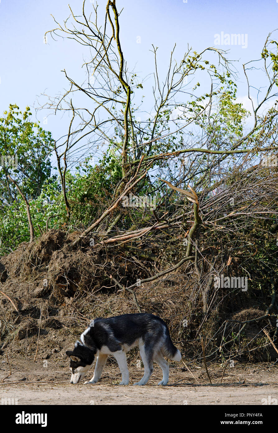 siberian husky near the tree Stock Photo - Alamy