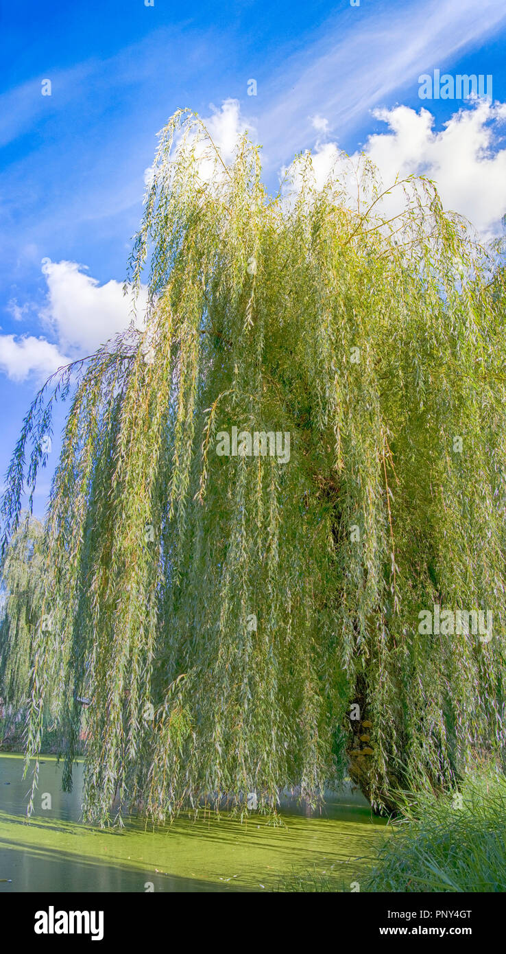 Weeping willow tree and water hi-res stock photography and images - Alamy