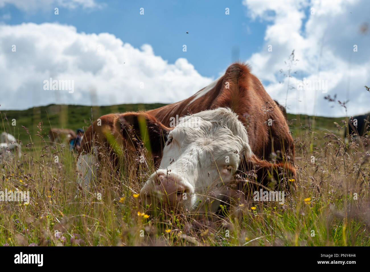 A Swiss red white cow, resing in a meadow in the Italian Dolomites. The ...