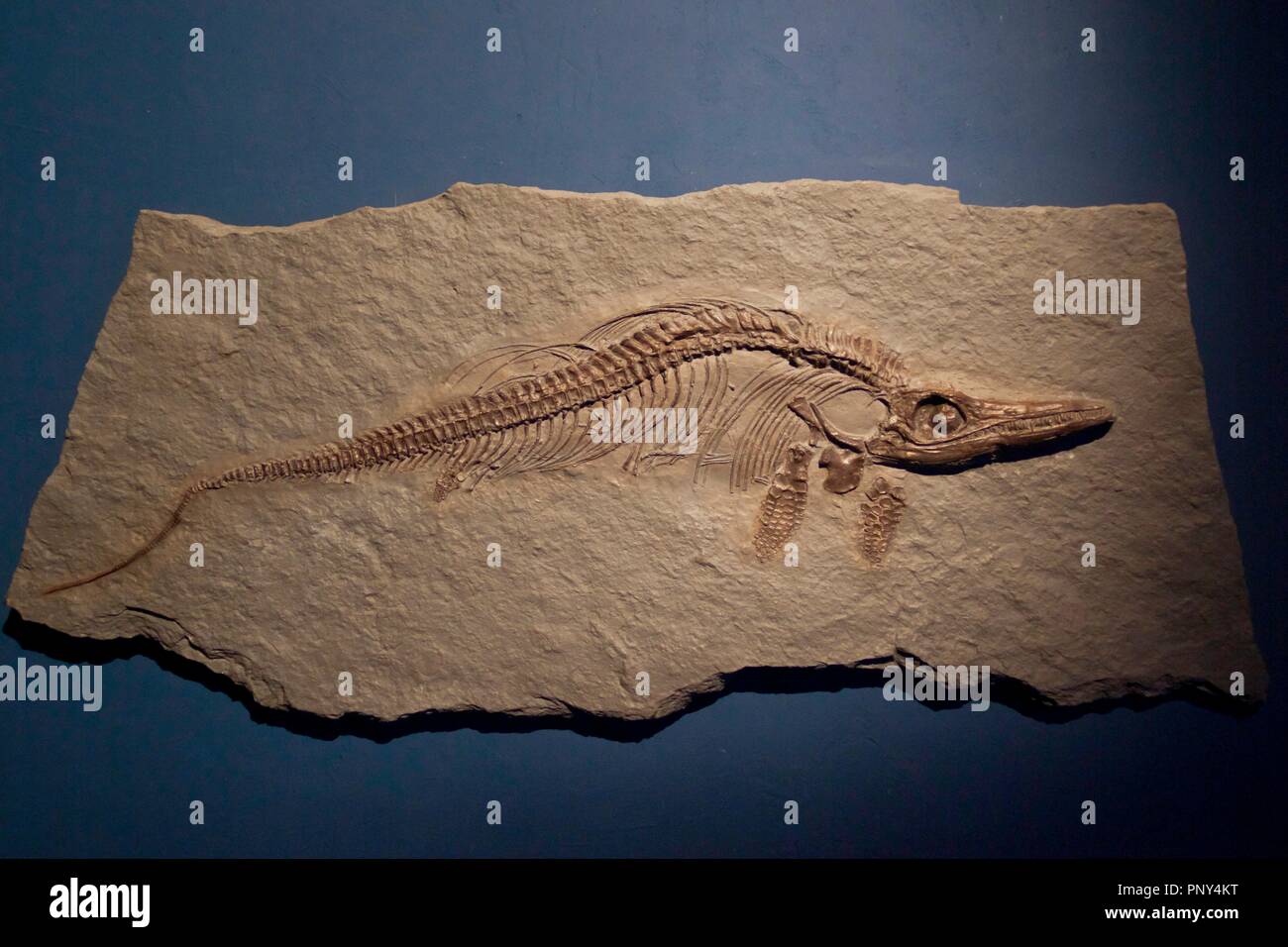 Ichthyosaurus hi-res stock photography and images - Alamy