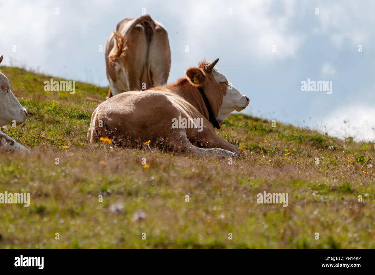 A group of Swiss red white cows, grazing in a meadow in the Italian ...