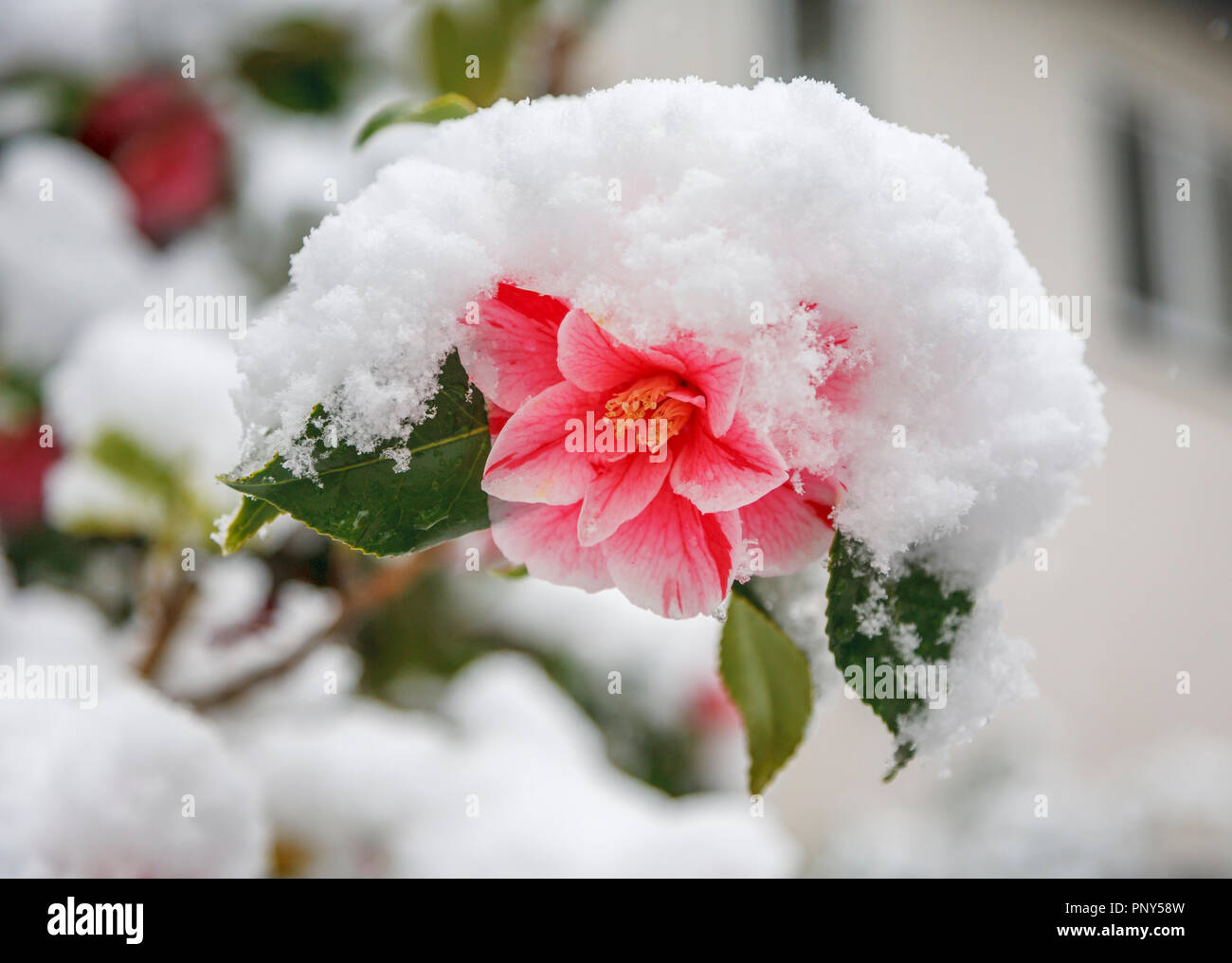 Pink camellia japonica with yellow stamens covered in snow after a late ...