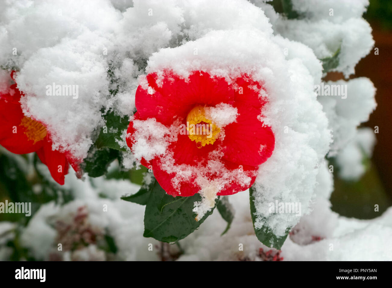 Camellia flower snow hi-res stock photography and images - Alamy