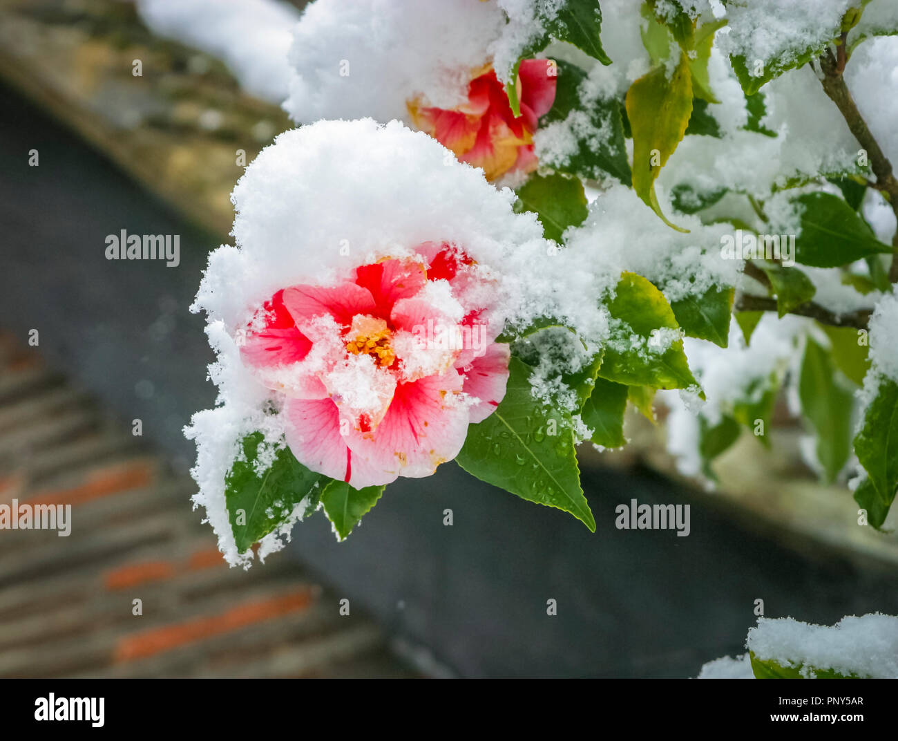 Camellia japonica snow hi-res stock photography and images - Alamy