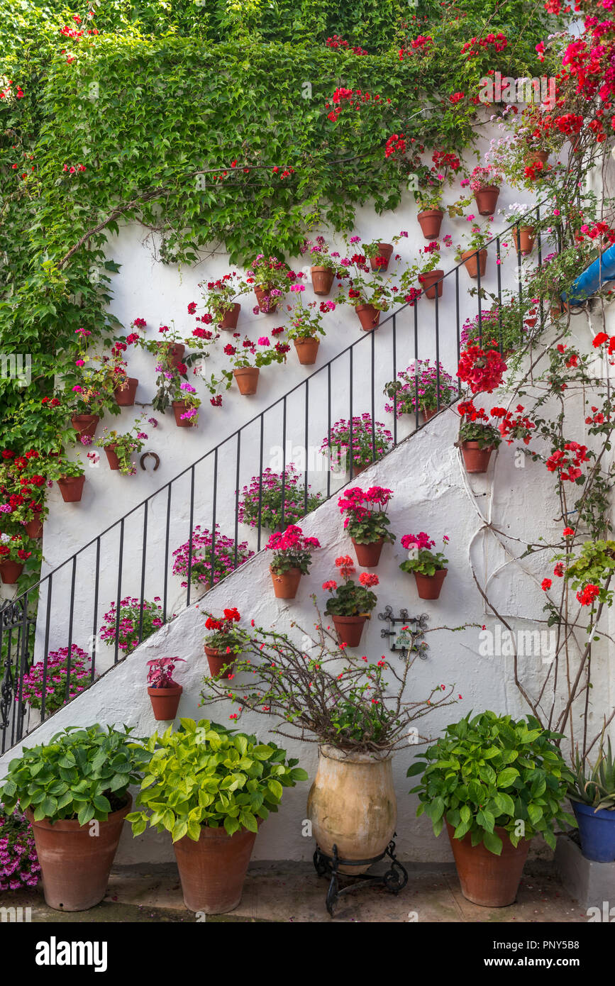 Many red flowers on a house wall, stairs, Fiesta de los Patios, Córdoba ...