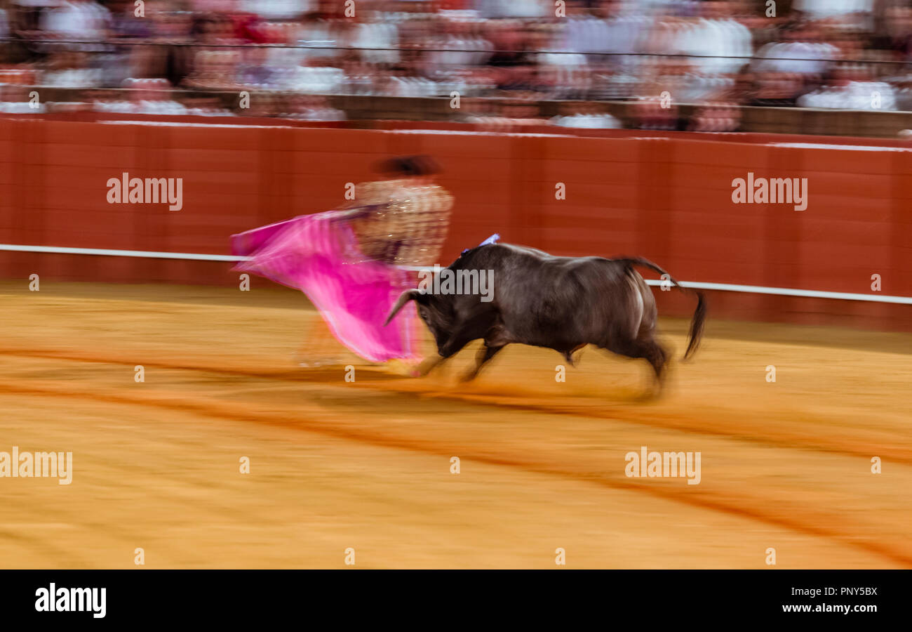 Racing bull with matador, torero or toureiro in traditional clothes ...
