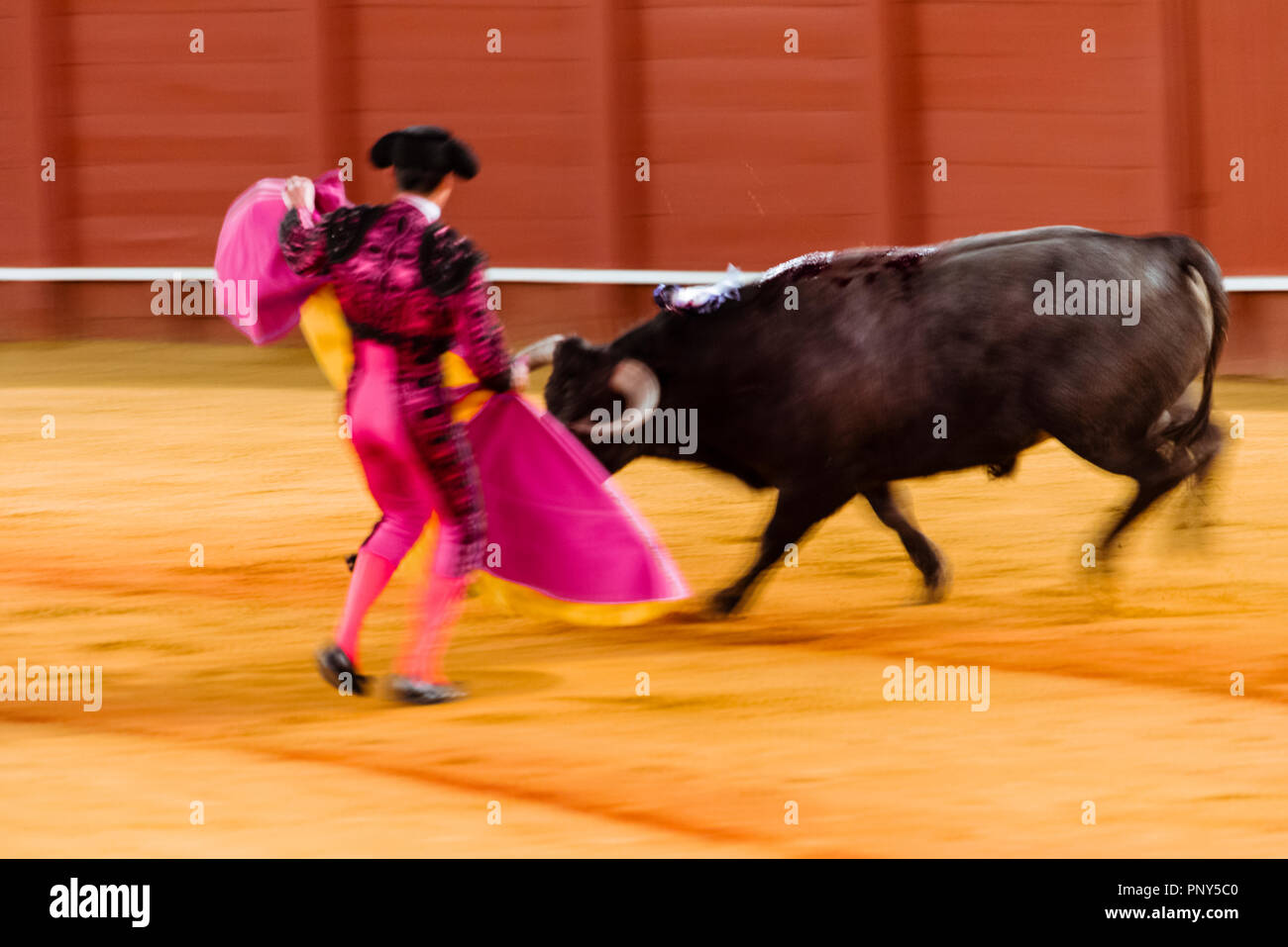 Racing bull with matador, torero or toureiro in traditional clothes ...