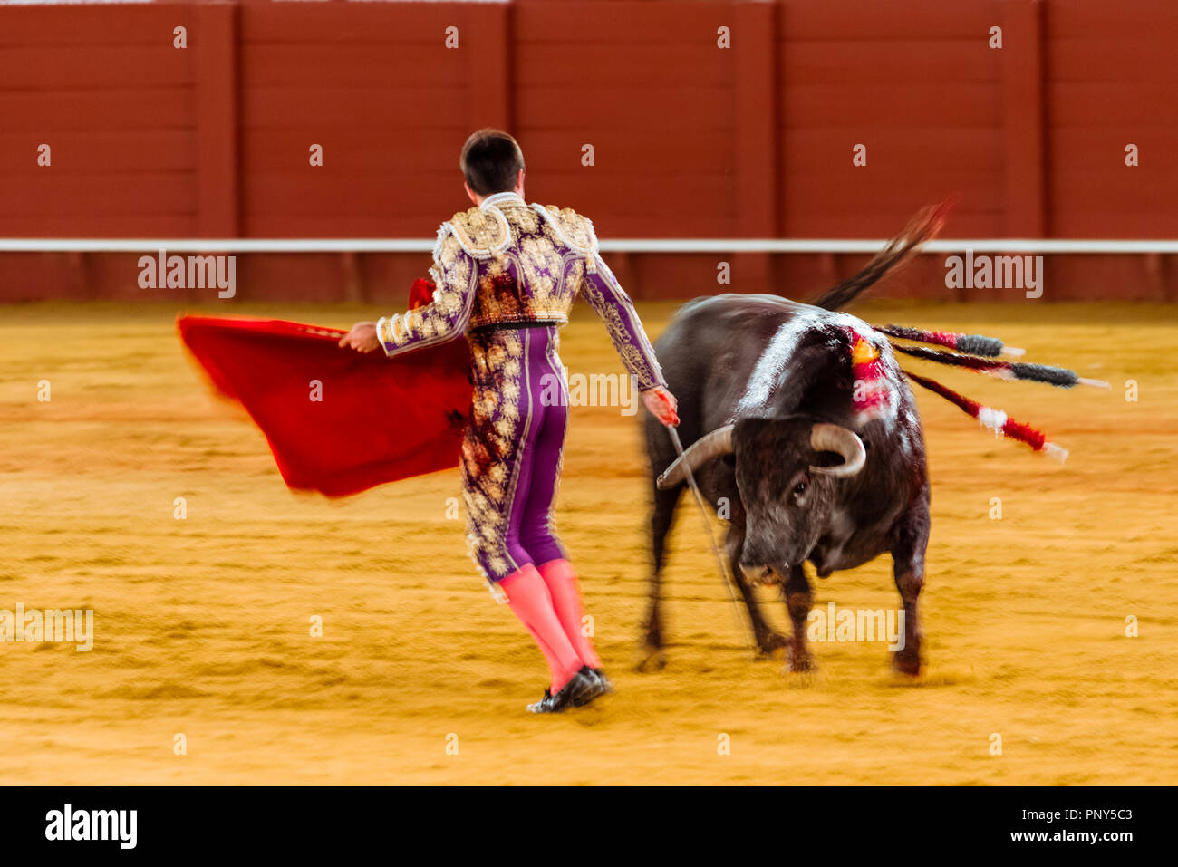 Racing bull with Matador, Torero or Toureiro in traditional dress ...