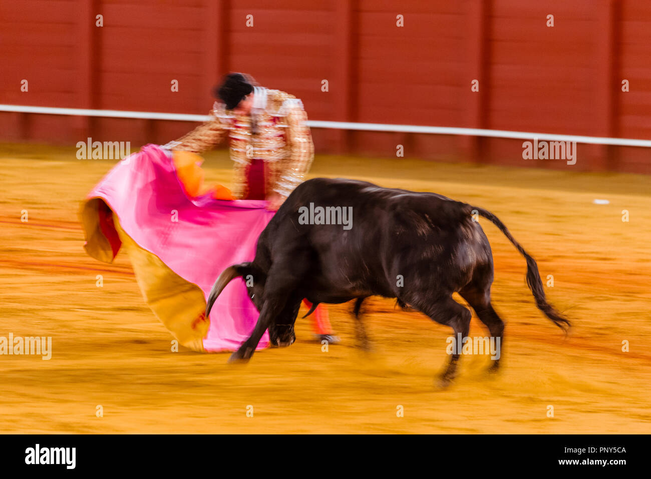 Racing bull with matador, torero or toureiro in traditional clothes ...