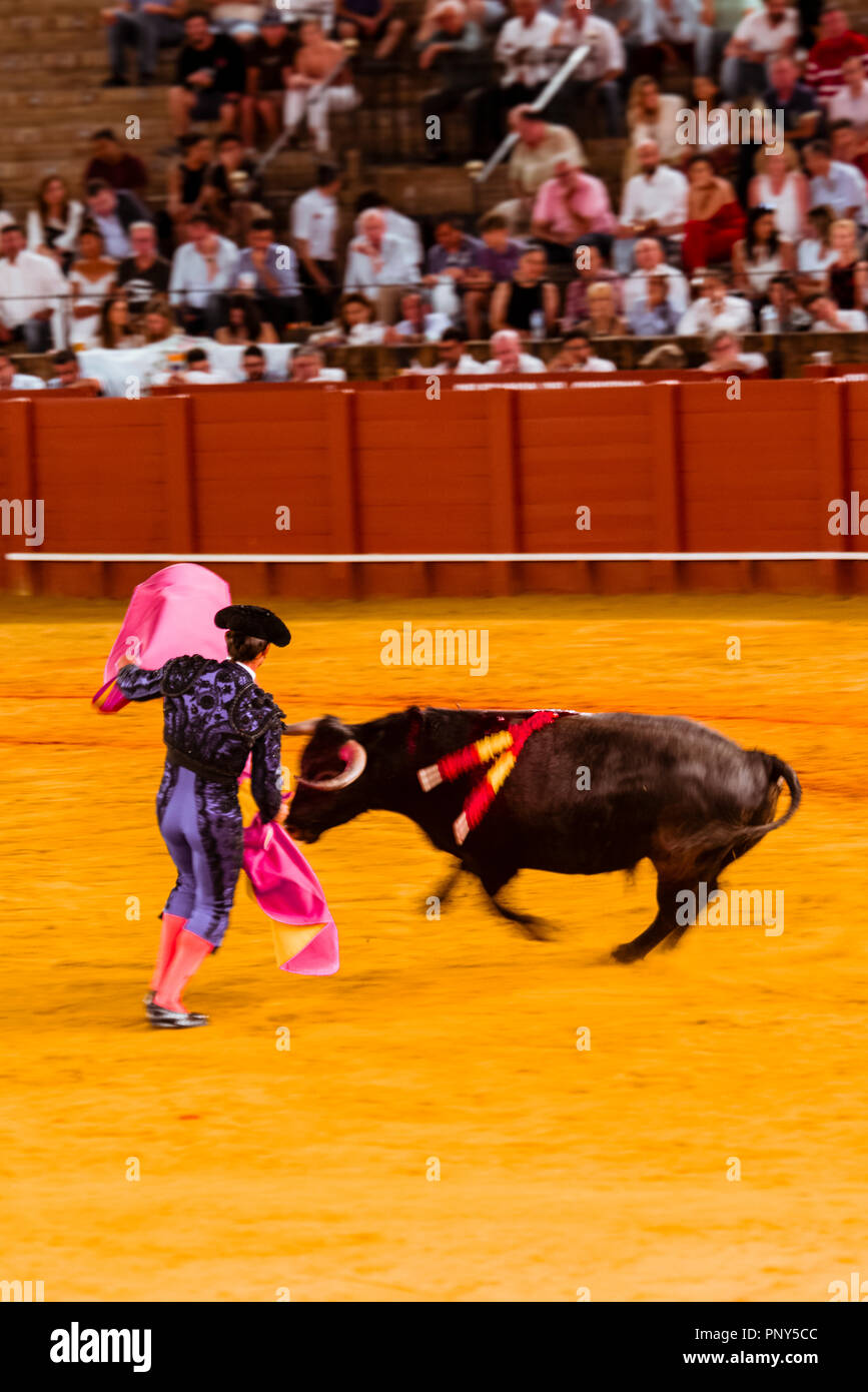 Racing bull with matador, torero or toureiro in traditional clothes ...