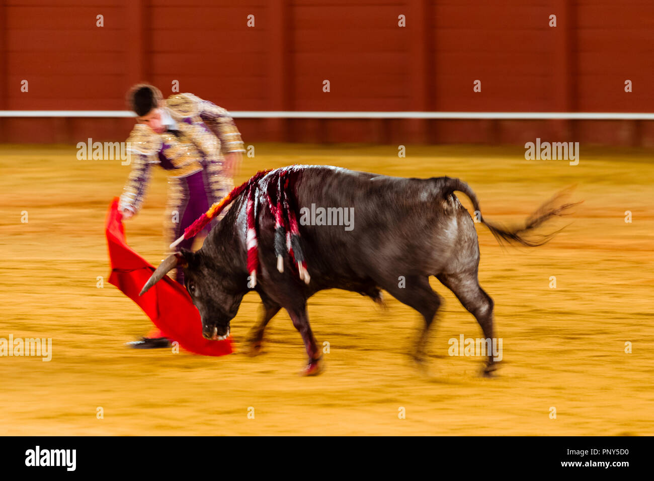 Racing bull with Matador, Torero or Toureiro in traditional dress ...