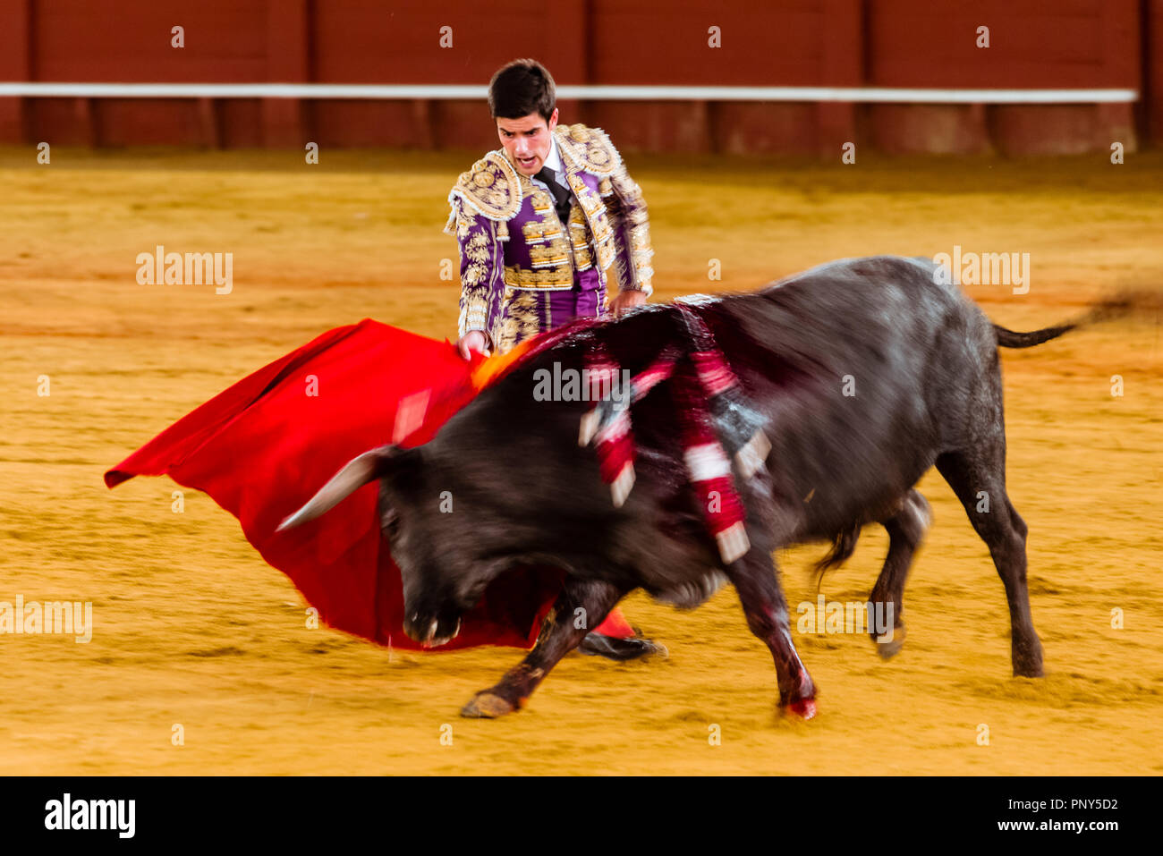 Racing bull with Matador, Torero or Toureiro in traditional dress ...